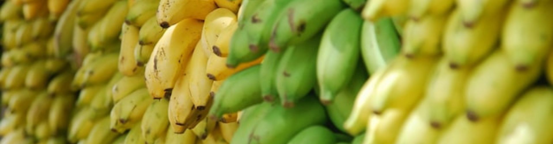 Banana Export: Global Trade Insights for Profitable Ventures